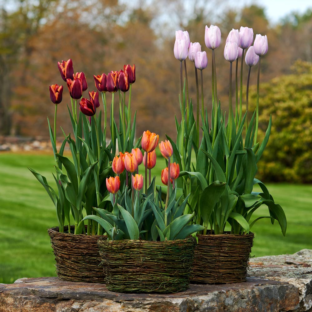 Tulip 'Silver Cloud,' Ready-to-Bloom Basket | White Flower Farm
