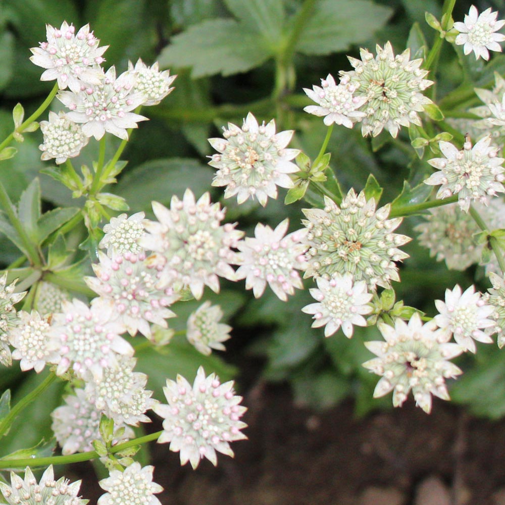 Astrantia major 'Star of Billion' | White Flower Farm