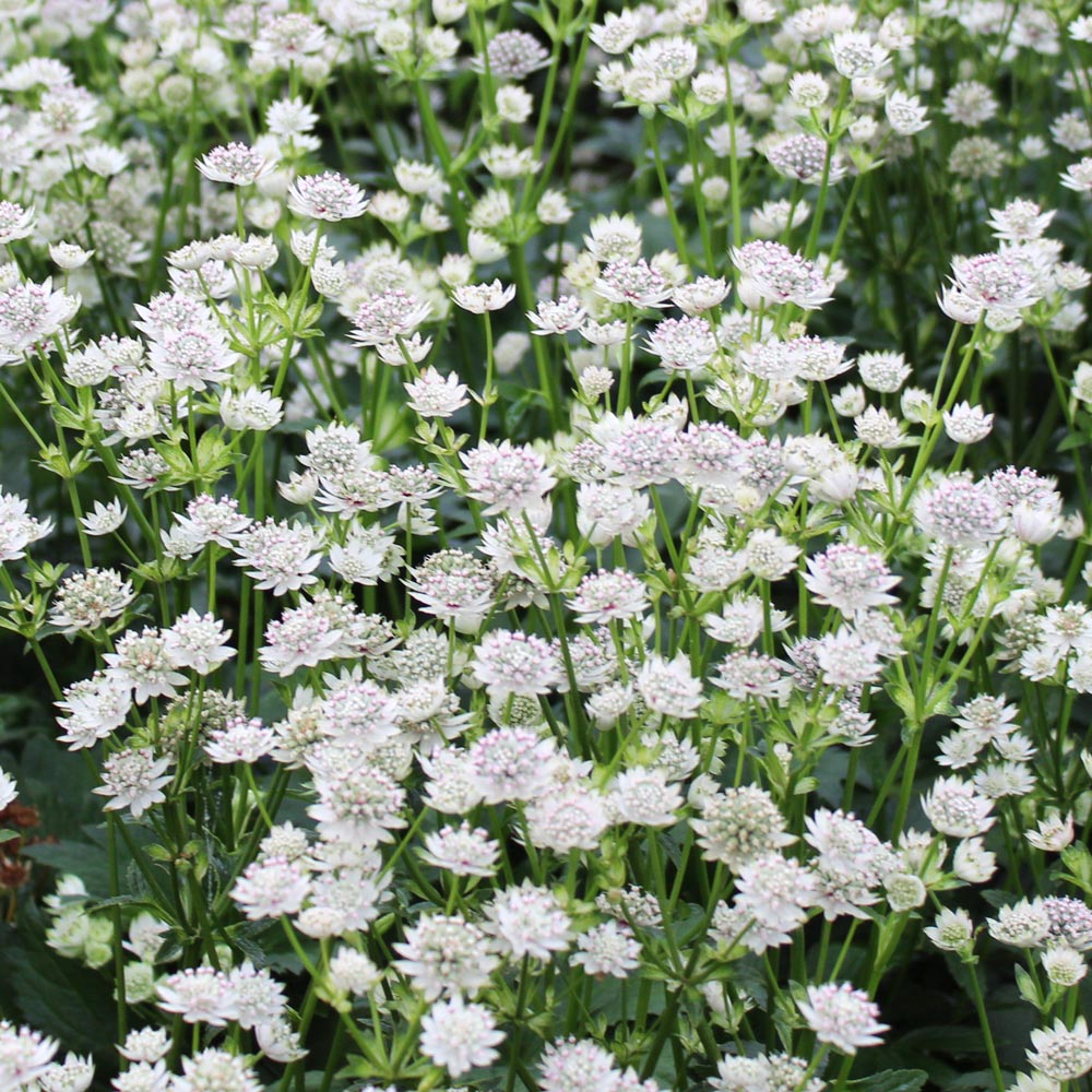 Astrantia | White Flower Farm