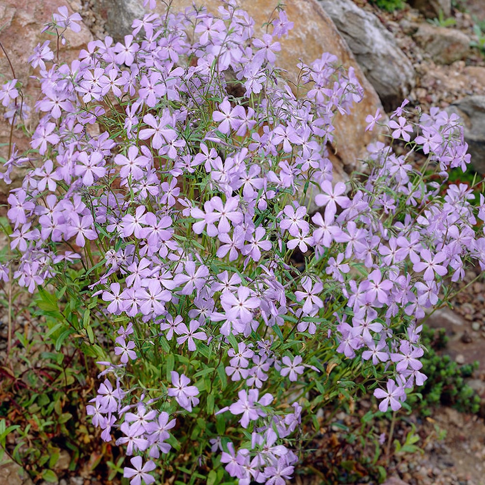 Phlox stolonifera 'Blue Ridge' | White Flower Farm