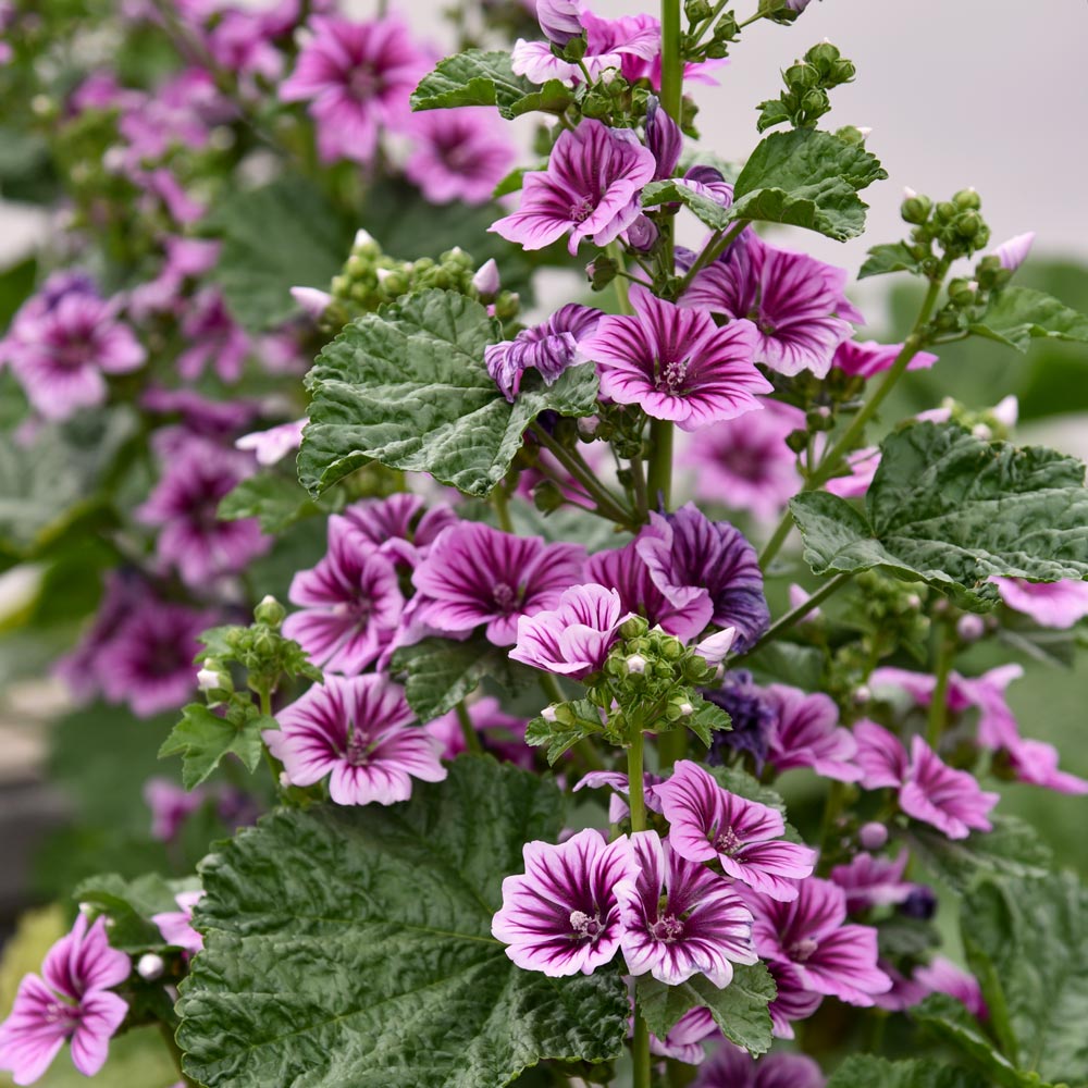 Malva sylvestris 'Zebrina' | White Flower Farm
