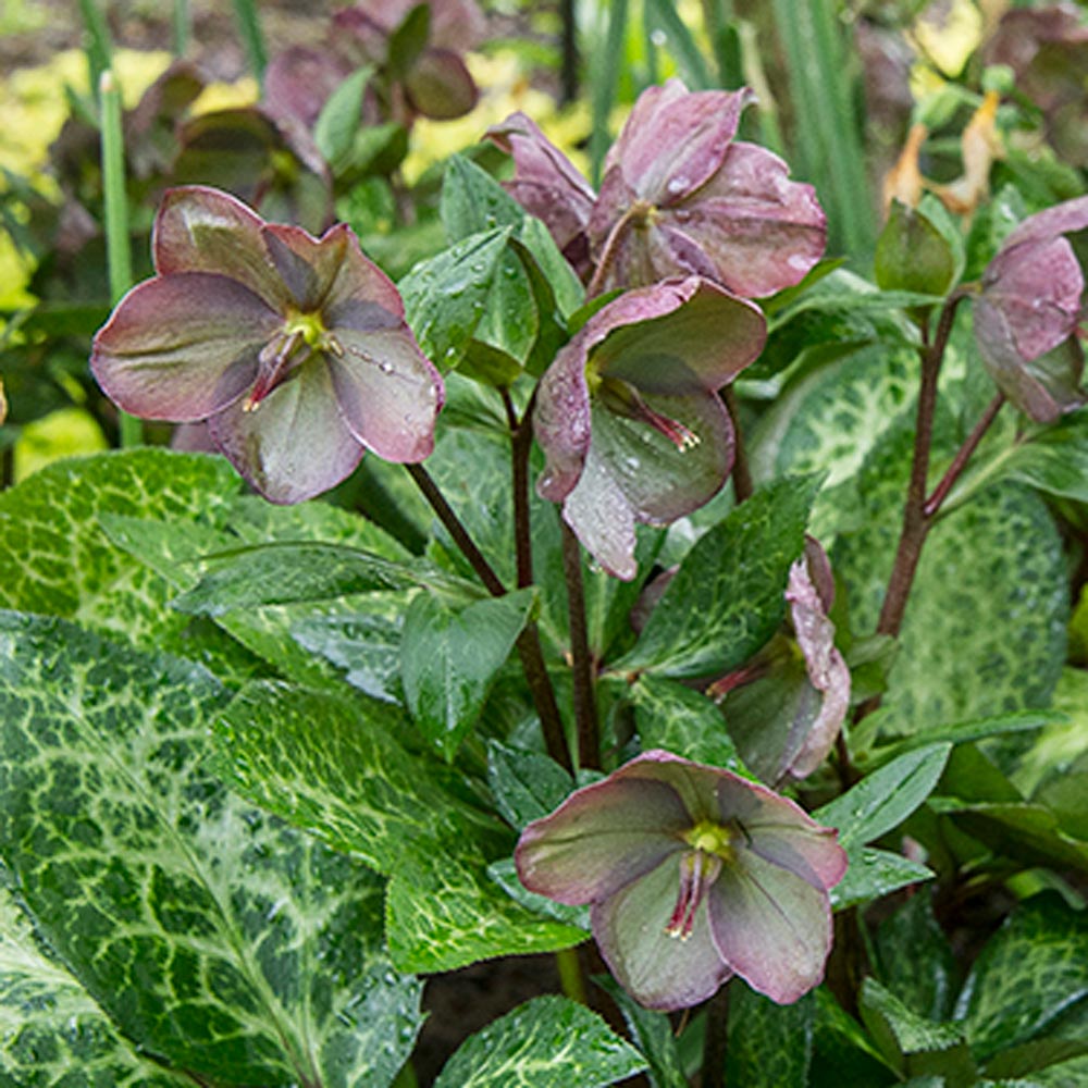 Helleborus Frostkiss® Penny's Pink | White Flower Farm