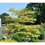 Cornus alternifolia Golden Shadows™ | White Flower Farm