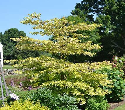 Cornus alternifolia Golden Shadows® | White Flower Farm