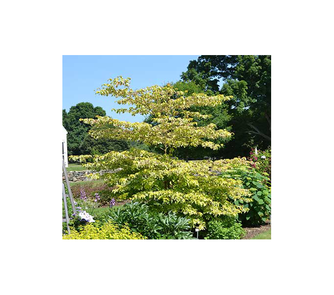 Cornus alternifolia Golden Shadows® | White Flower Farm