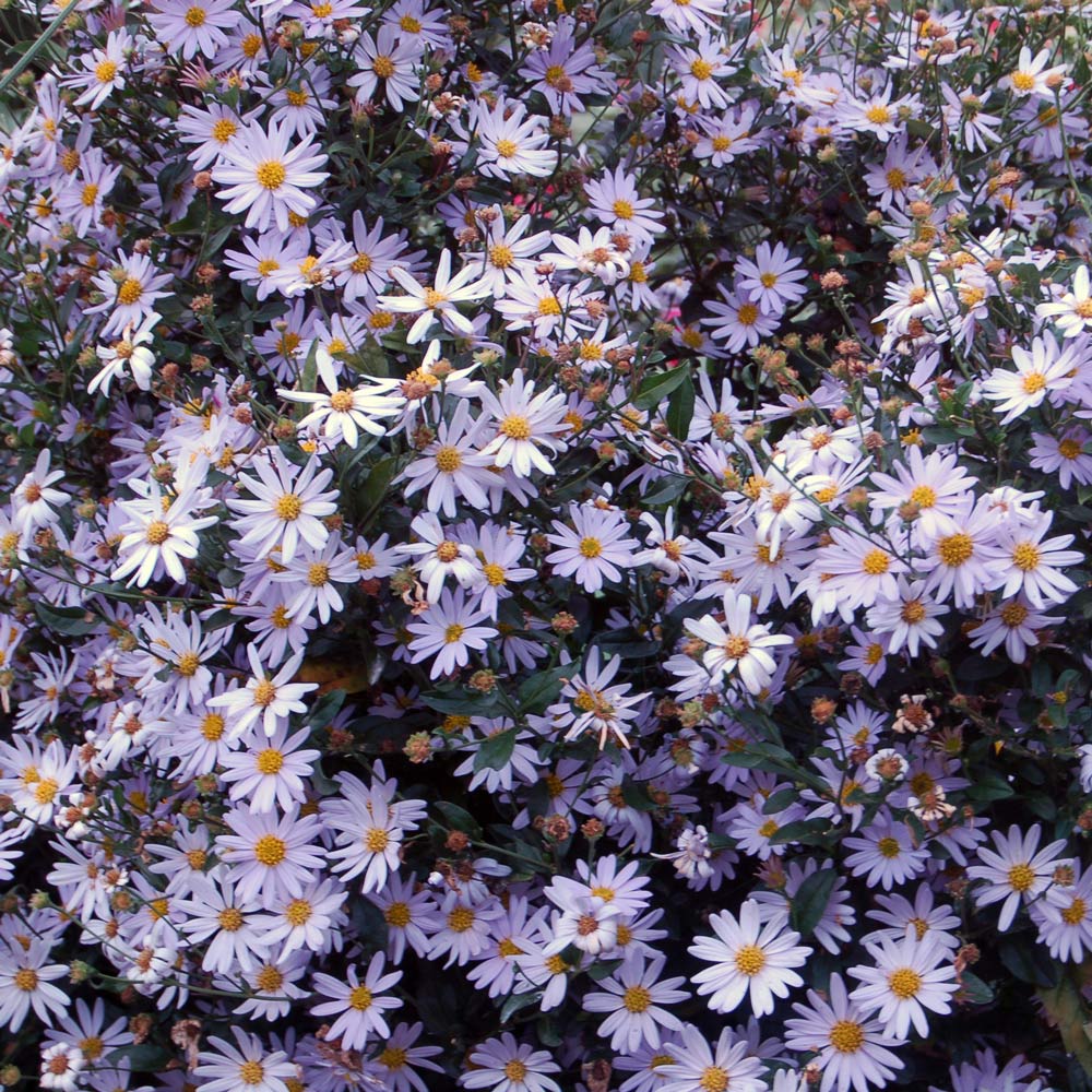 Kalimeris incisa 'Blue Star' | White Flower Farm