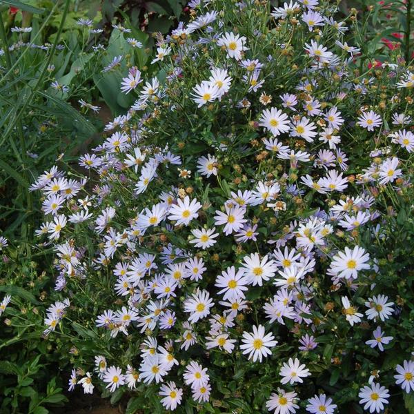 Kalimeris incisa 'Blue Star' | White Flower Farm