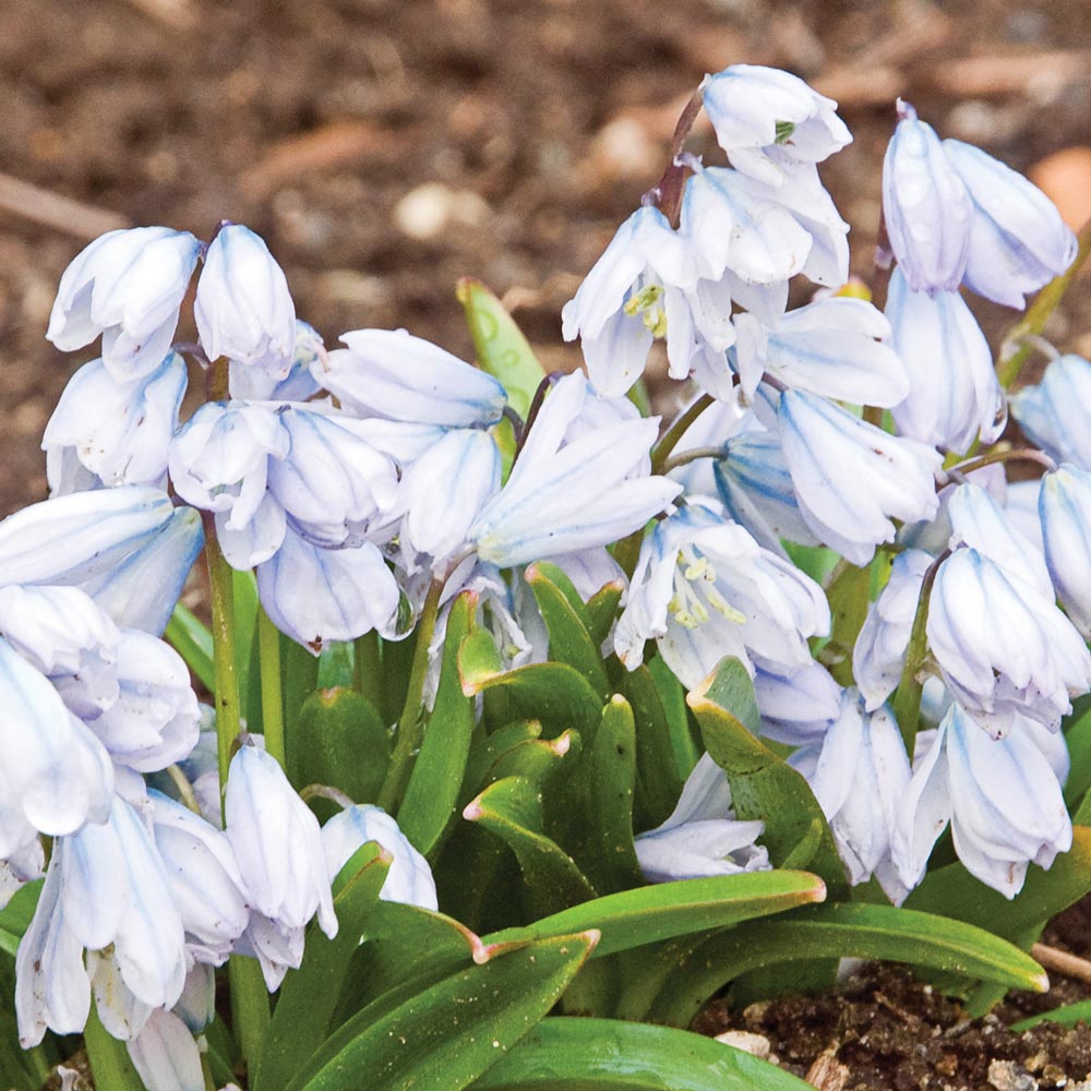 Scilla mischtschenkoana | White Flower Farm