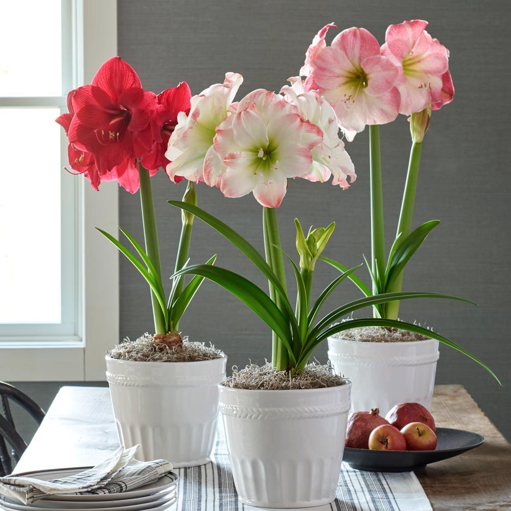 Amaryllis, Wreaths & Gifts | White Flower Farm