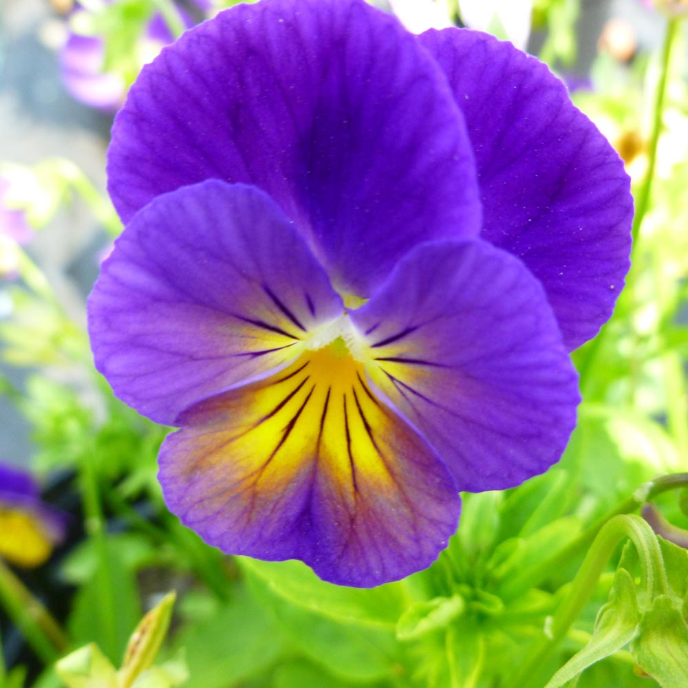 Viola Celestial™ Northern Lights | White Flower Farm