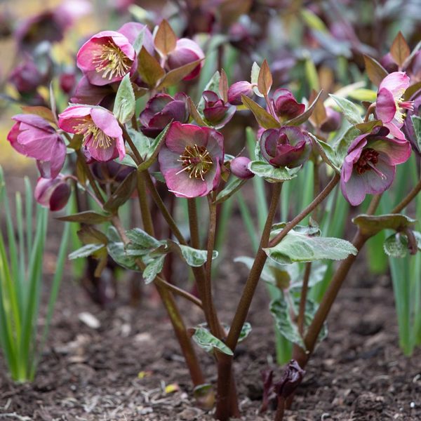 Snow Chaser Hellebore Trio | White Flower Farm