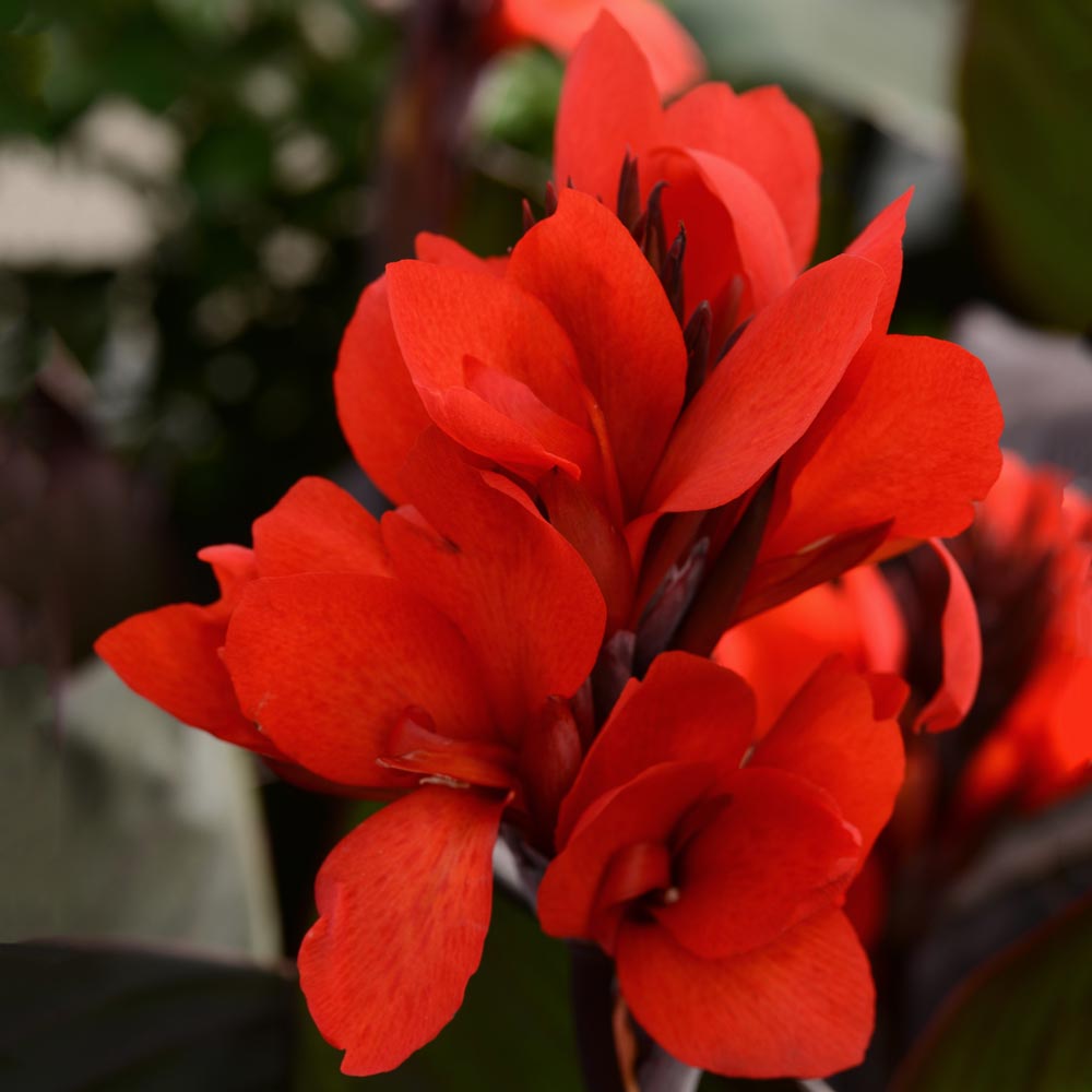 Canna Cannova® Bronze Scarlet | White Flower Farm
