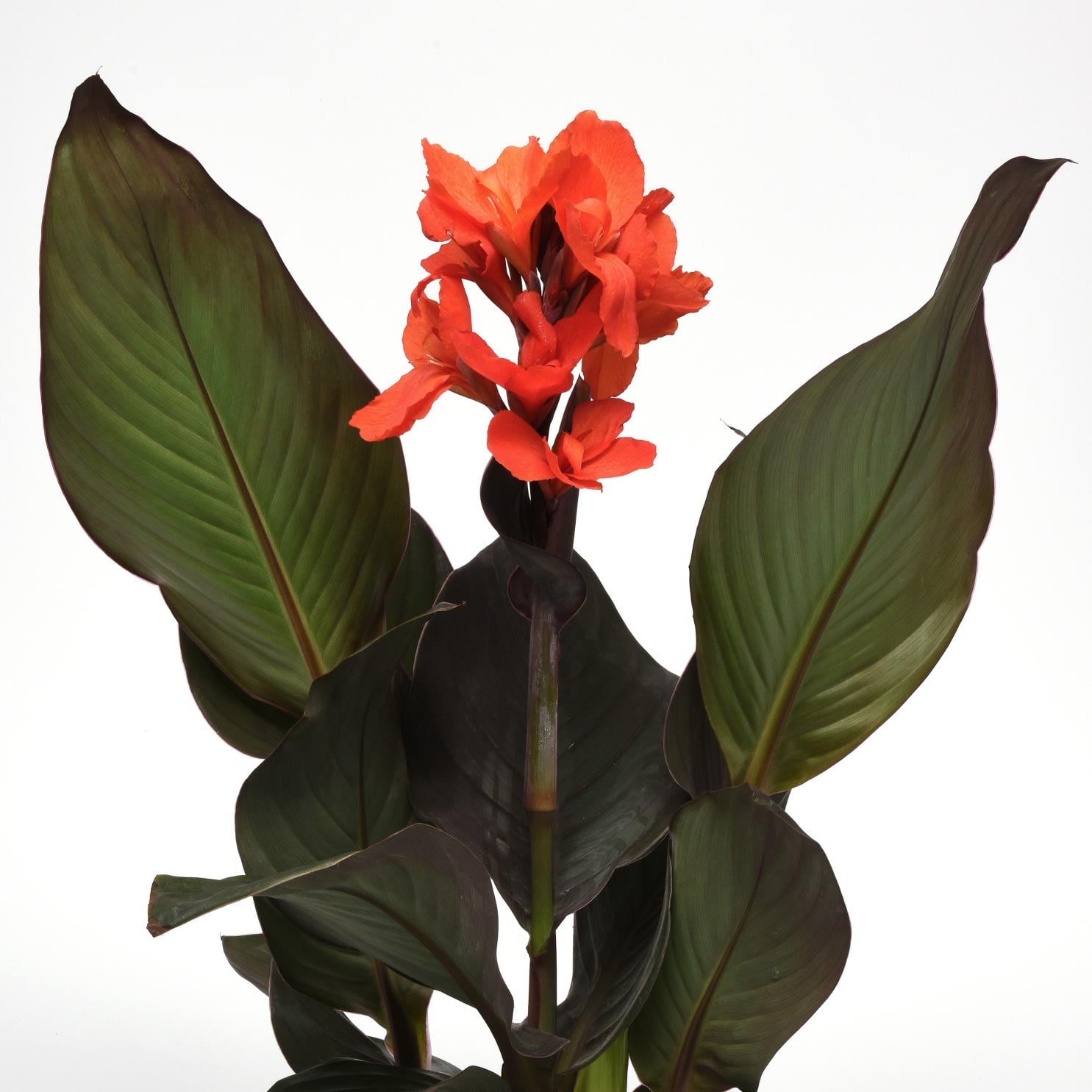 Canna Cannova® Bronze Orange | White Flower Farm