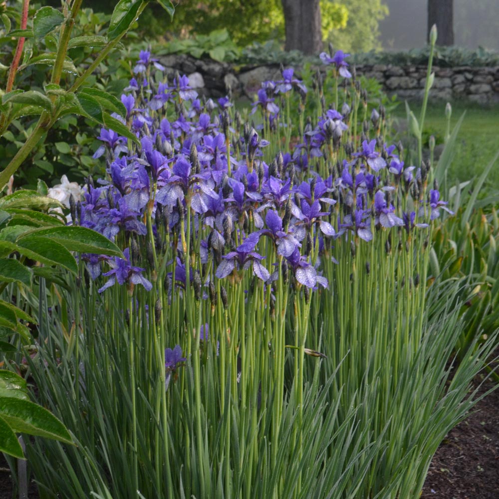 Iris sibirica 'Flight of Butterflies' | White Flower Farm