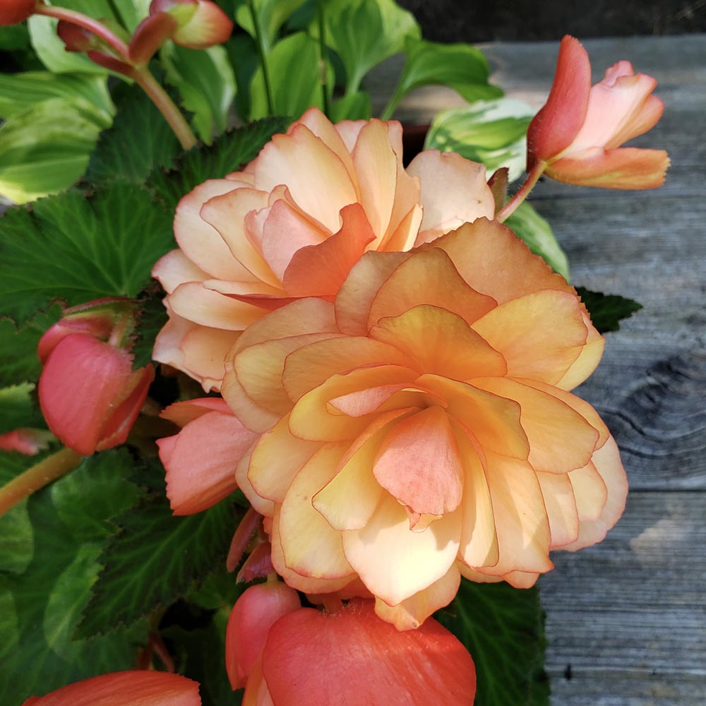 Begonia Fragrant Falls® Peach | White Flower Farm