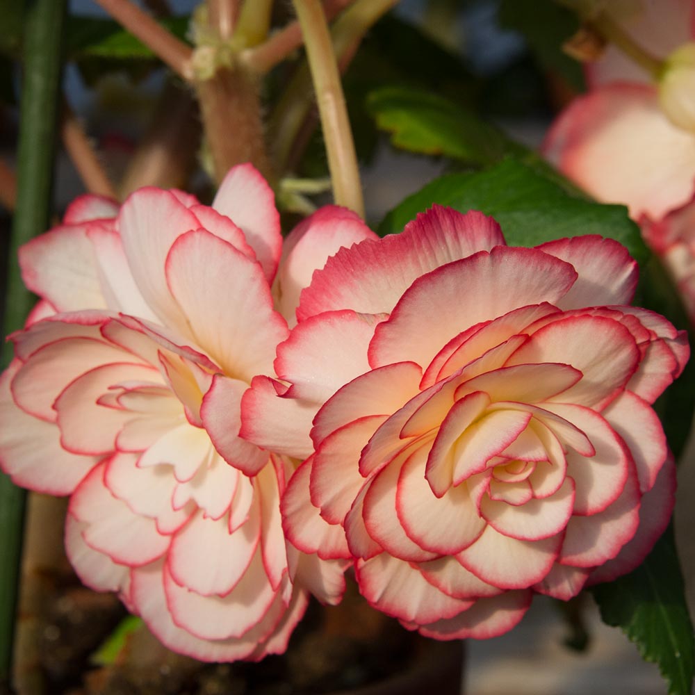 Begonia 'George McCormick' Blackmore & Langdon | White Flower Farm