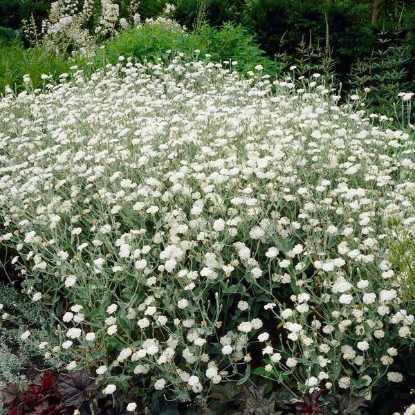 Lychnis coronaria 'Alba' | White Flower Farm