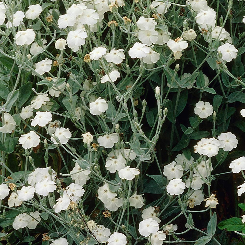 Lychnis coronaria 'Alba' | White Flower Farm