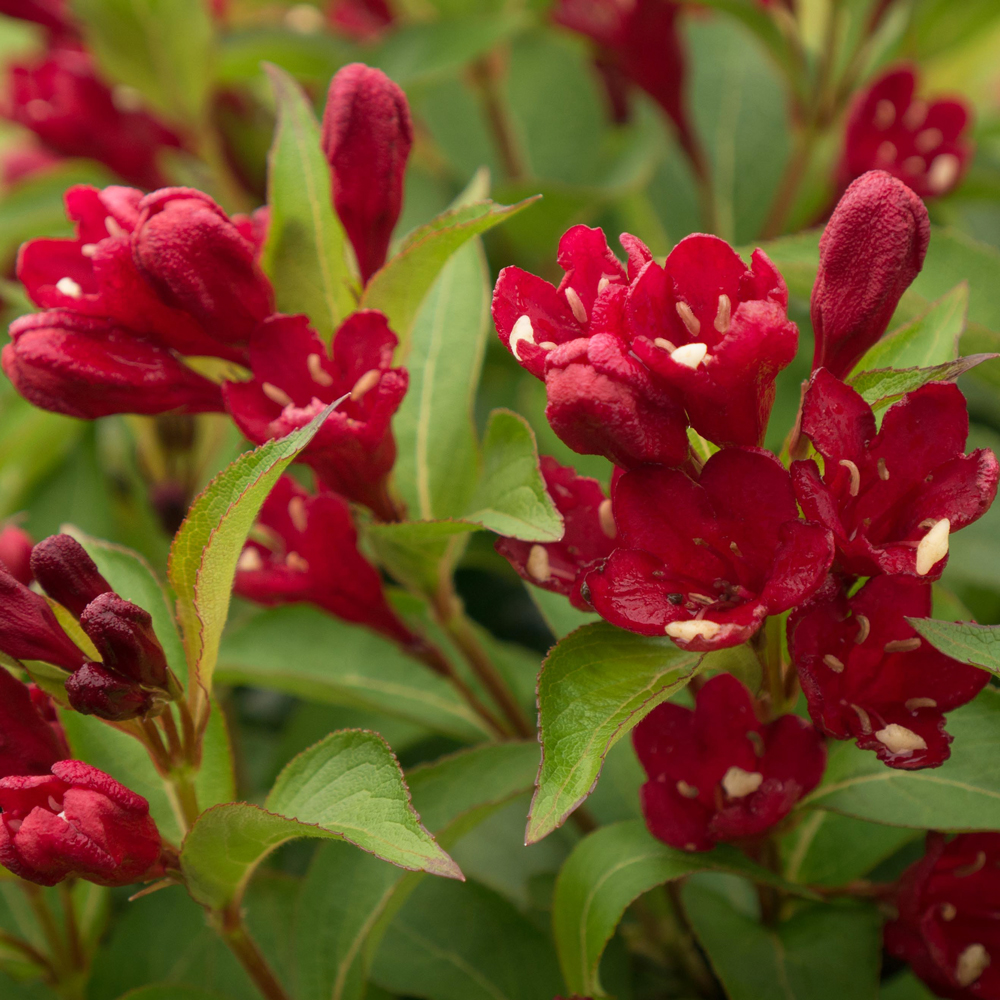 Weigela Maroon Swoon® | White Flower Farm