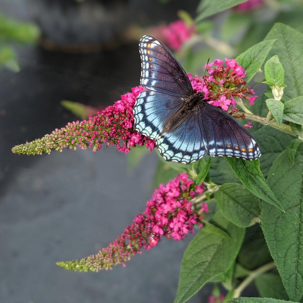 Buddleia Lo & Behold Ruby Chip™ | White Flower Farm