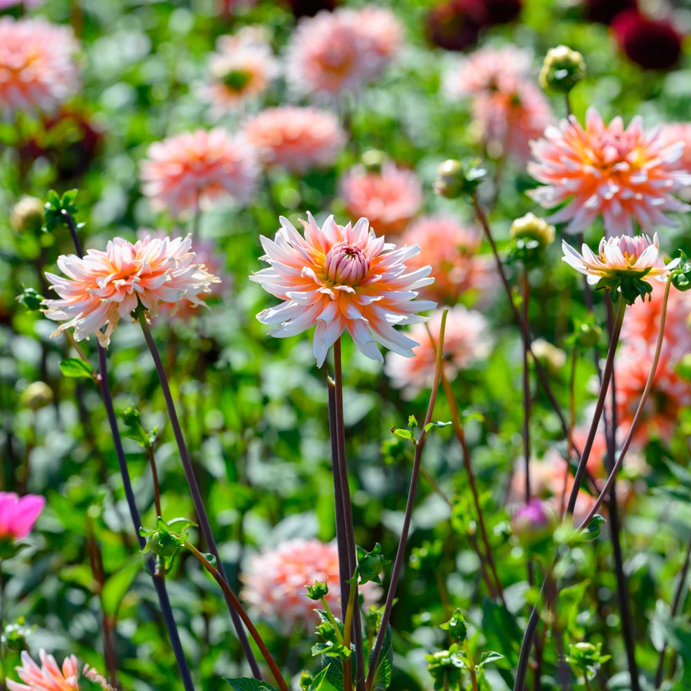 Dahlia 'Okapis Sunset' | White Flower Farm
