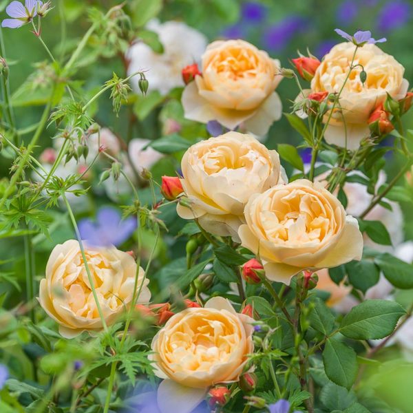 Rose Roald Dahl | White Flower Farm