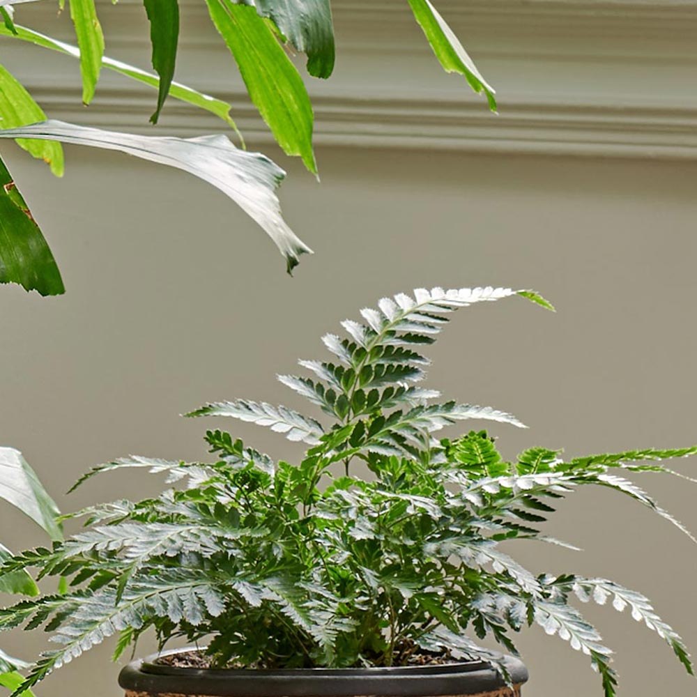 Shade Fern Trio | White Flower Farm