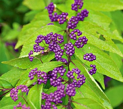 Callicarpa | White Flower Farm
