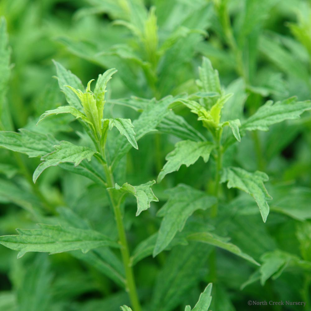 Kalimeris integrifolia 'Daisy Mae' | White Flower Farm