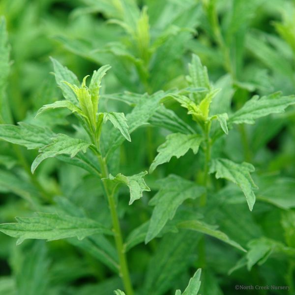 Kalimeris integrifolia 'Daisy Mae' | White Flower Farm