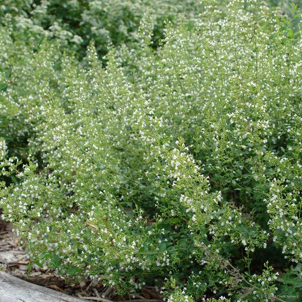 Calamintha 'White Cloud' | White Flower Farm