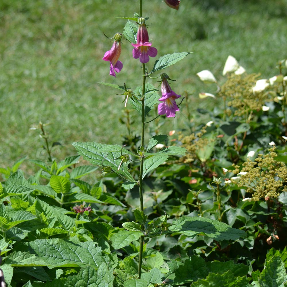 Rehmannia elata | White Flower Farm