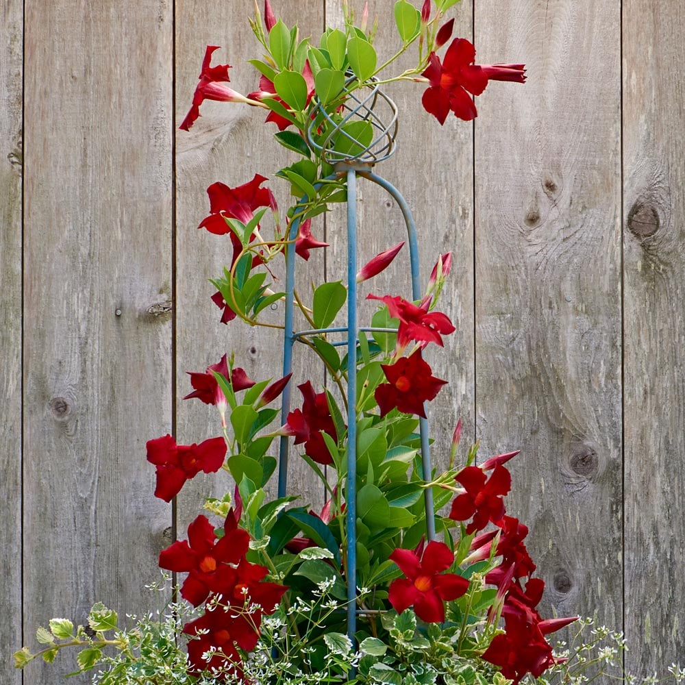 Mandevilla (Dipladenia) Madinia® Maximo Red | White Flower Farm