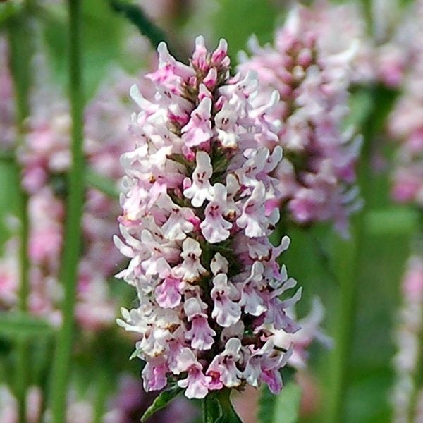 Stachys 'Summer Crush' | White Flower Farm