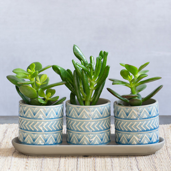 Oracle Window Box | White Flower Farm