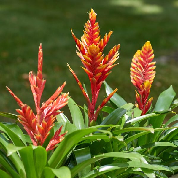Bromeliad Vriesea | White Flower Farm