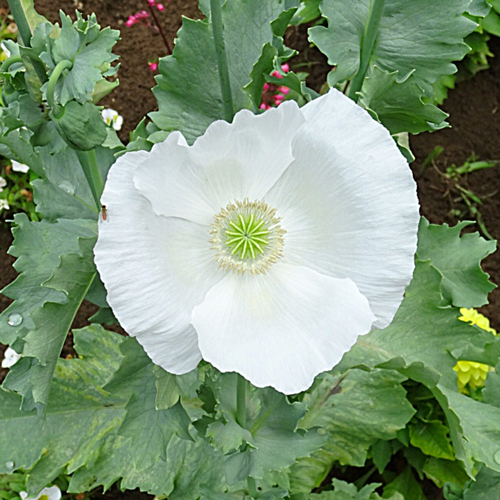 Annual Poppies | White Flower Farm