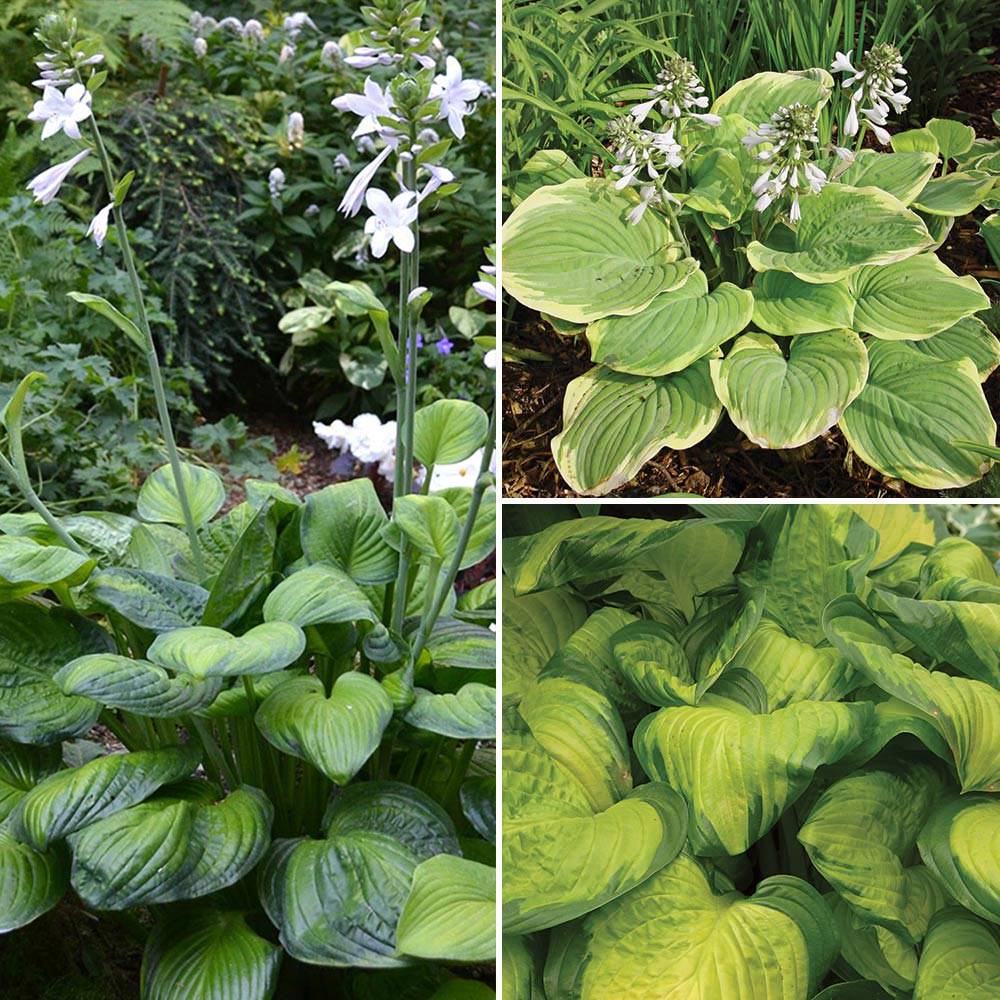 Fragrant Hosta Collection | White Flower Farm