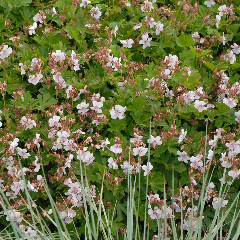 Geranium x cantabrigiense 'Biokovo' | White Flower Farm