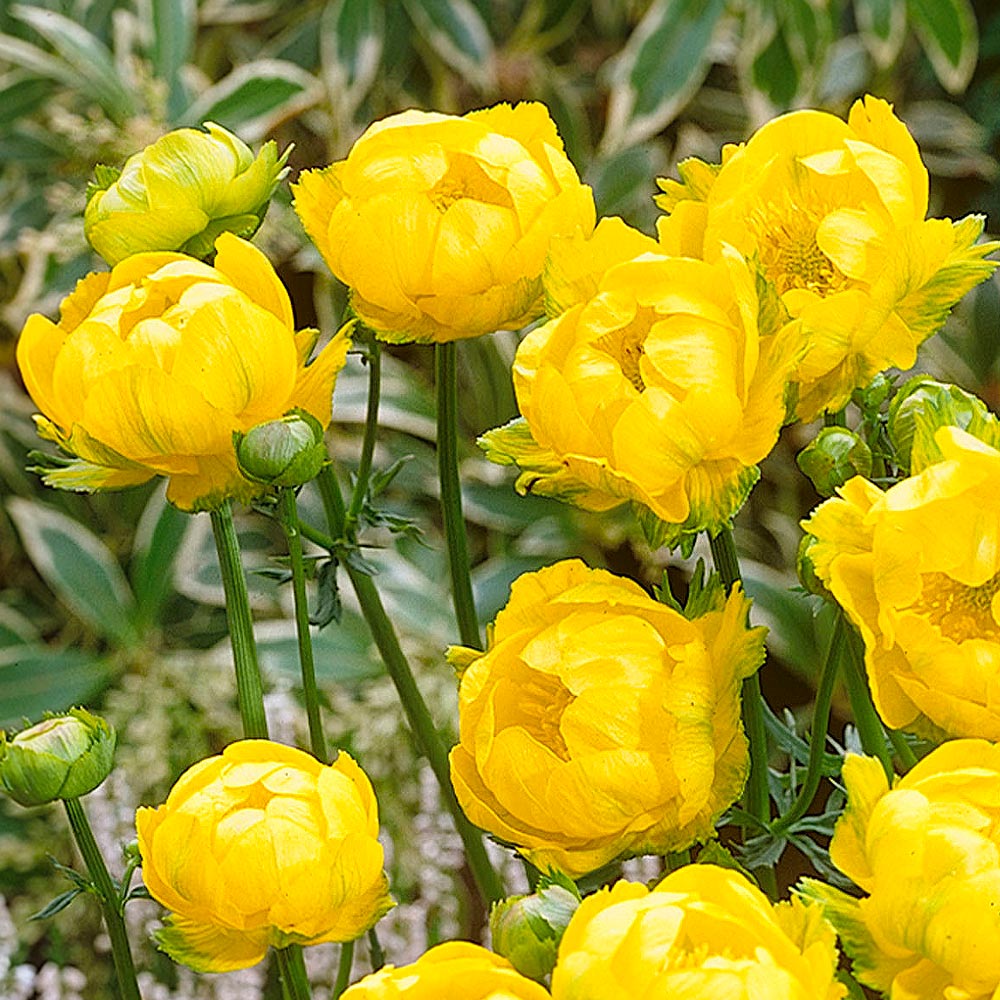 Trollius x cultorum 'Lemon Queen' | White Flower Farm