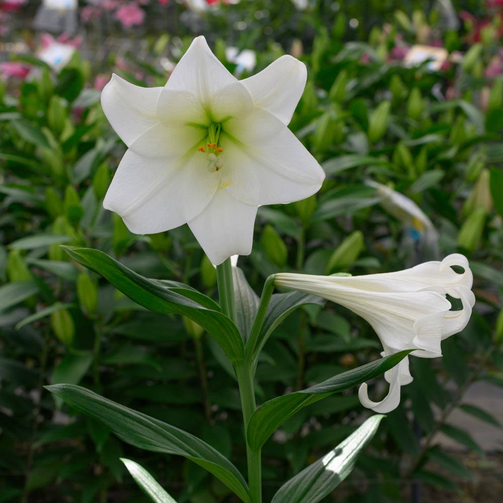 Lilium longiflorum 'White Heaven' | White Flower Farm