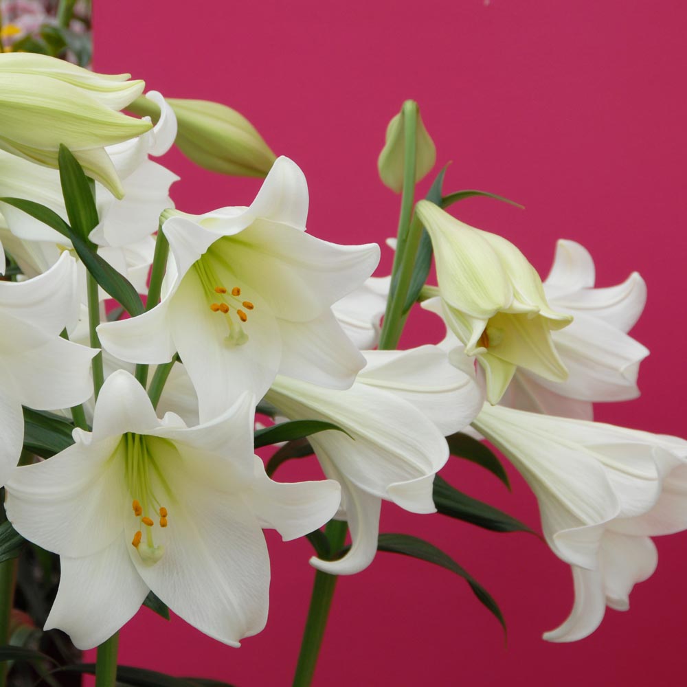 Lilium longiflorum 'White Heaven' | White Flower Farm