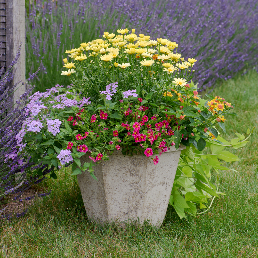 Rainbow Sparkler Container Garden | White Flower Farm