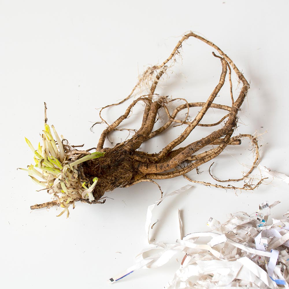 Papaver orientale 'Raspberry Queen' | White Flower Farm