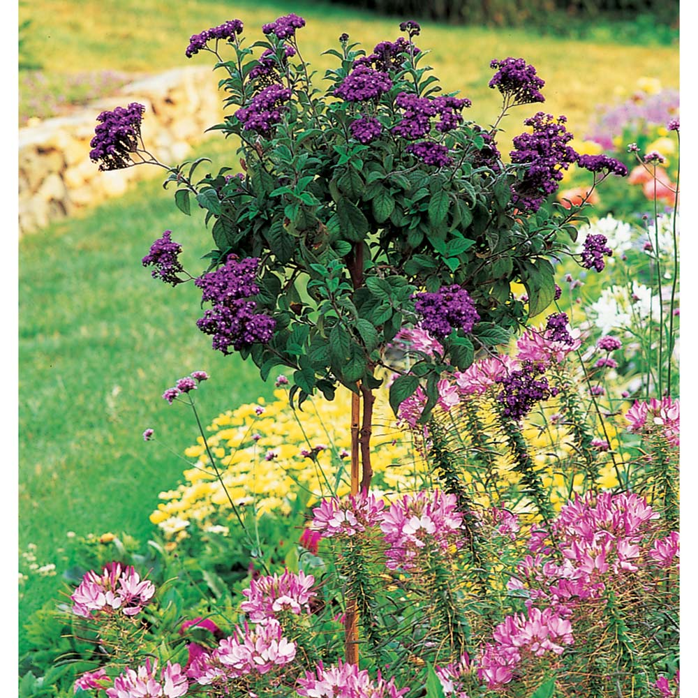 Heliotrope 'Fragrant Delight' Topiary | White Flower Farm