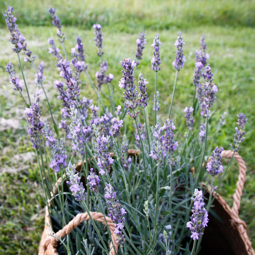 Lavandula x intermedia (Lavender) Sensational!® | White Flower Farm