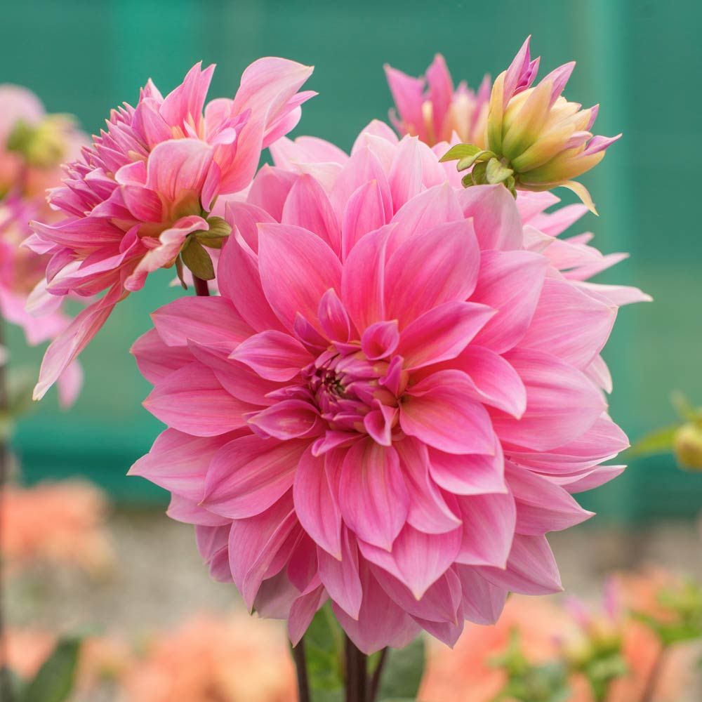 Dahlias | White Flower Farm