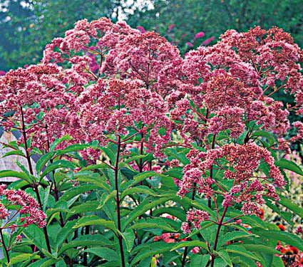 Eupatorium | White Flower Farm