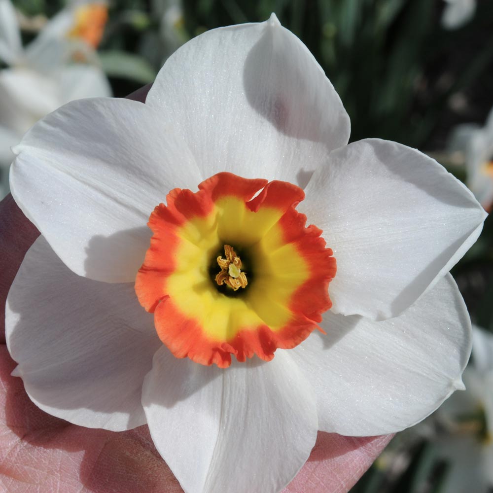 Narcissus 'Colin's Joy' | White Flower Farm
