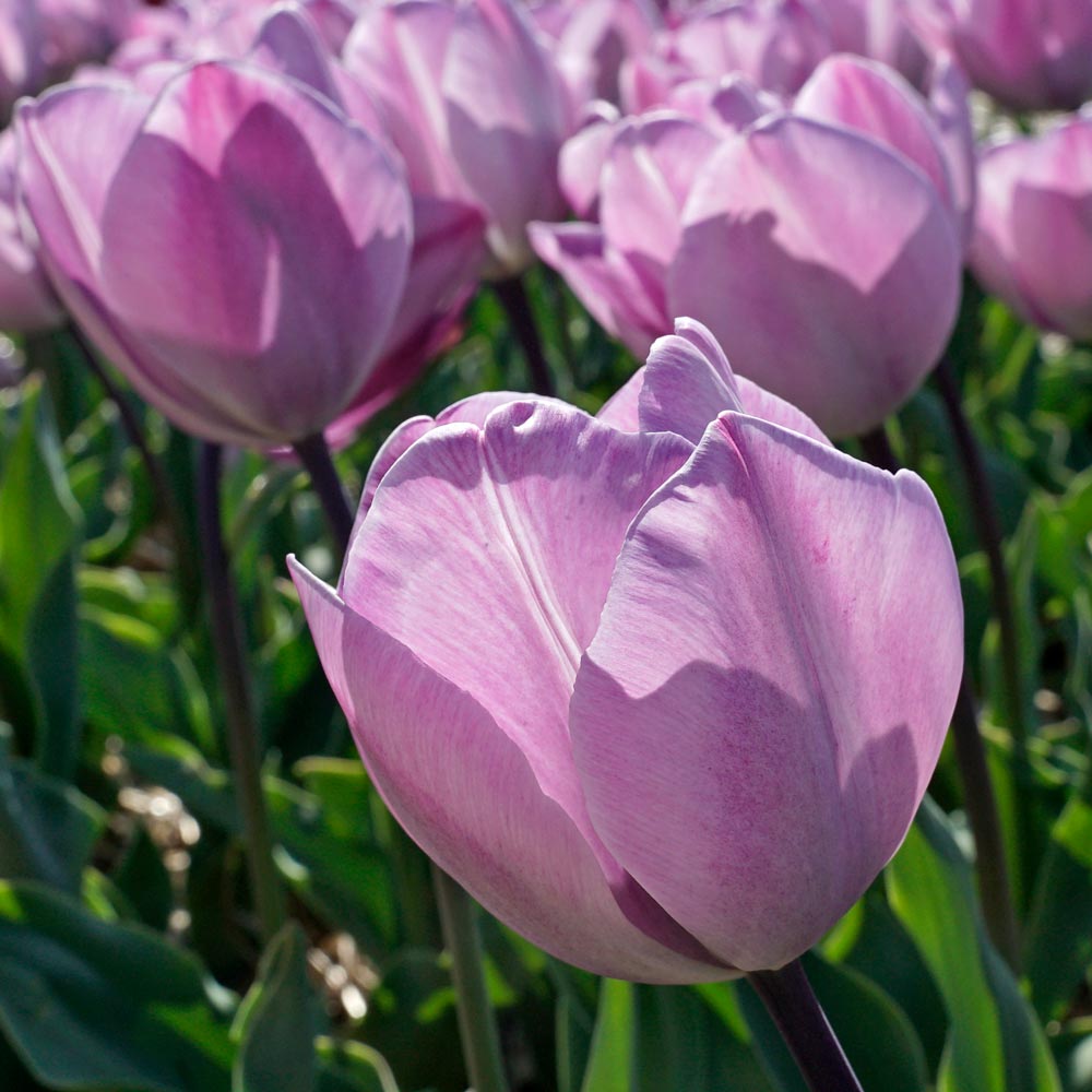 Tulip 'Jacuzzi' | White Flower Farm